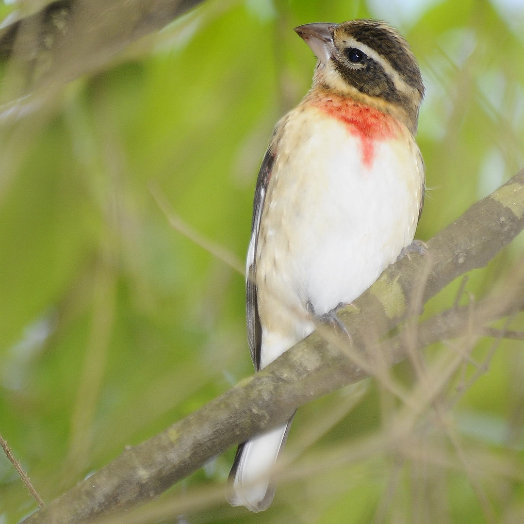 Foto bico-grosso-de-peito-rosa (Pheucticus ludovicianus) Por Daniel ...
