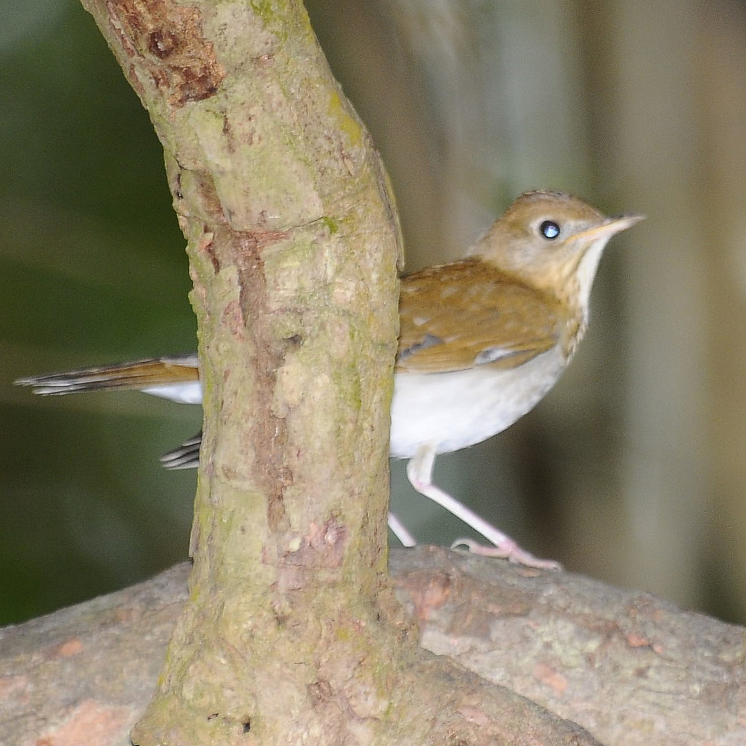 Foto sabiazinho-norte-americano (Catharus fuscescens) Por Daniel ...