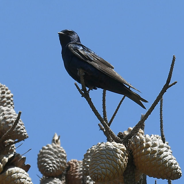 Foto andorinha-do-sul (Progne elegans) Por Daniel Hinckley | Wiki Aves ...