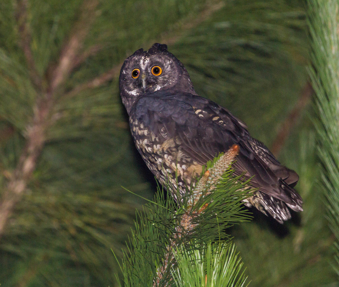 Foto mocho-diabo (Asio stygius) Por Zé do Mel | Wiki Aves - A ...