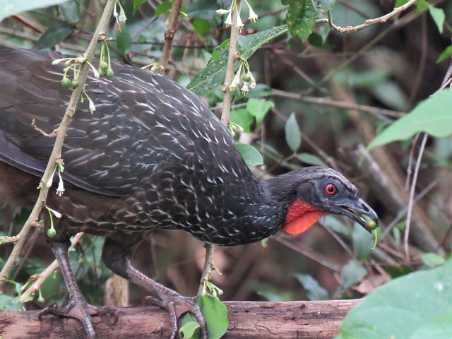 Foto jacuguaçu (Penelope obscura) Por Robson Lopes | Wiki Aves - A ...