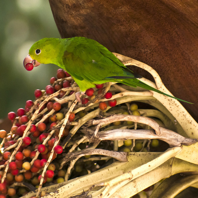 periquito-rico (Brotogeris tirica) | WikiAves - A Enciclopédia das Aves ...