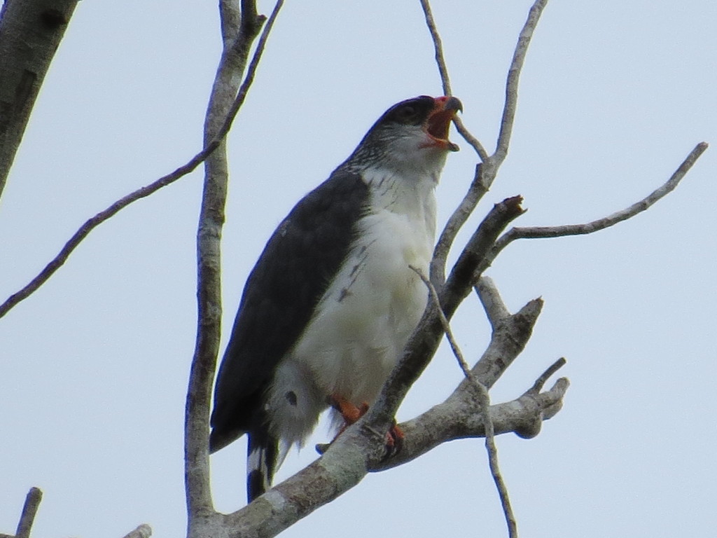 Foto gavião-vaqueiro (Leucopternis kuhli) Por Manoel Pinheiro Cena Neto ...