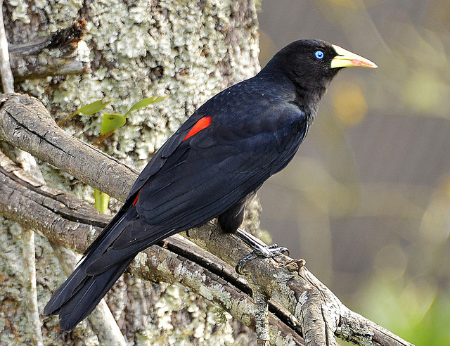 Foto guaxe (Cacicus haemorrhous) Por Maria Jucá | Wiki Aves - A ...