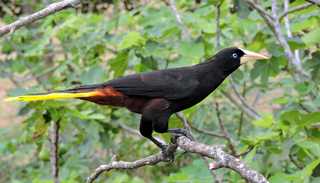 japu (Psarocolius decumanus) | WikiAves - A Enciclopédia das Aves do Brasil
