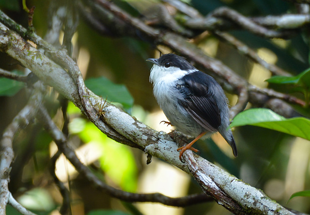 Foto rendeira (Manacus manacus) Por Dina Galdino | Wiki Aves - A ...