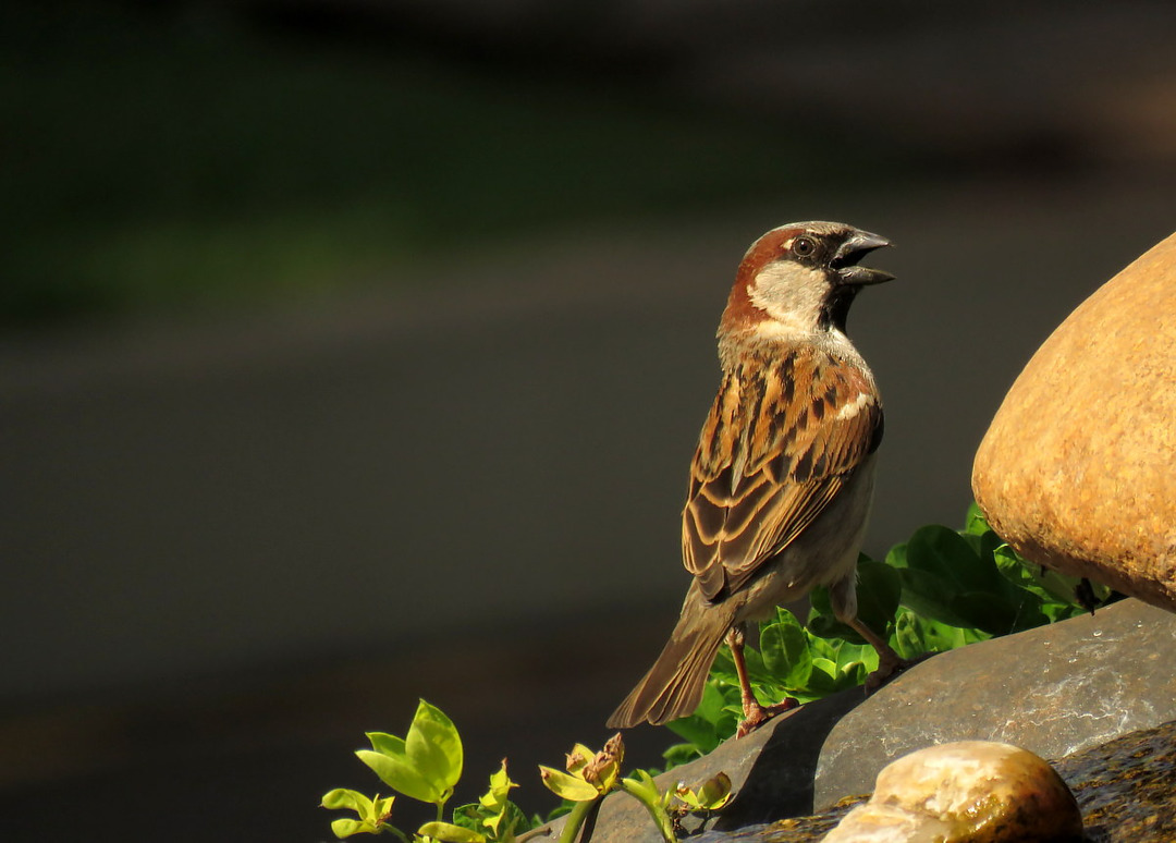 Foto pardal (Passer domesticus) Por Sonia Furtado | Wiki Aves - A ...