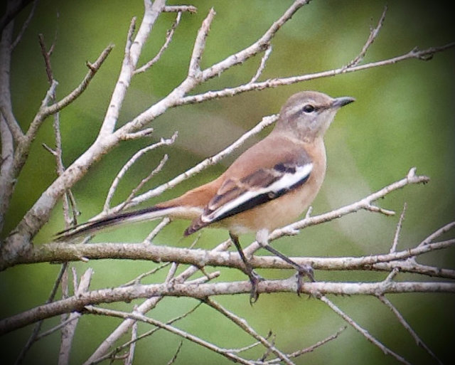 Foto calhandra-de-três-rabos (Mimus triurus) Por Paulo Cunha Pereira ...