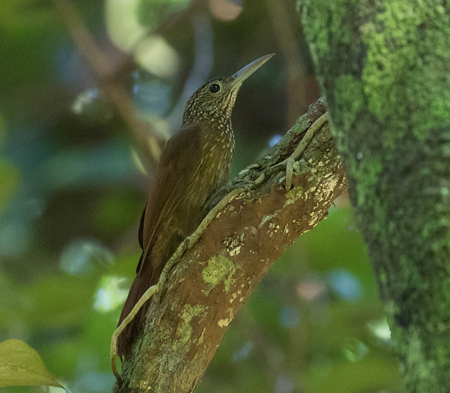 Foto arapaçu-ocelado (Xiphorhynchus ocellatus) Por Cárin Duarte | Wiki ...
