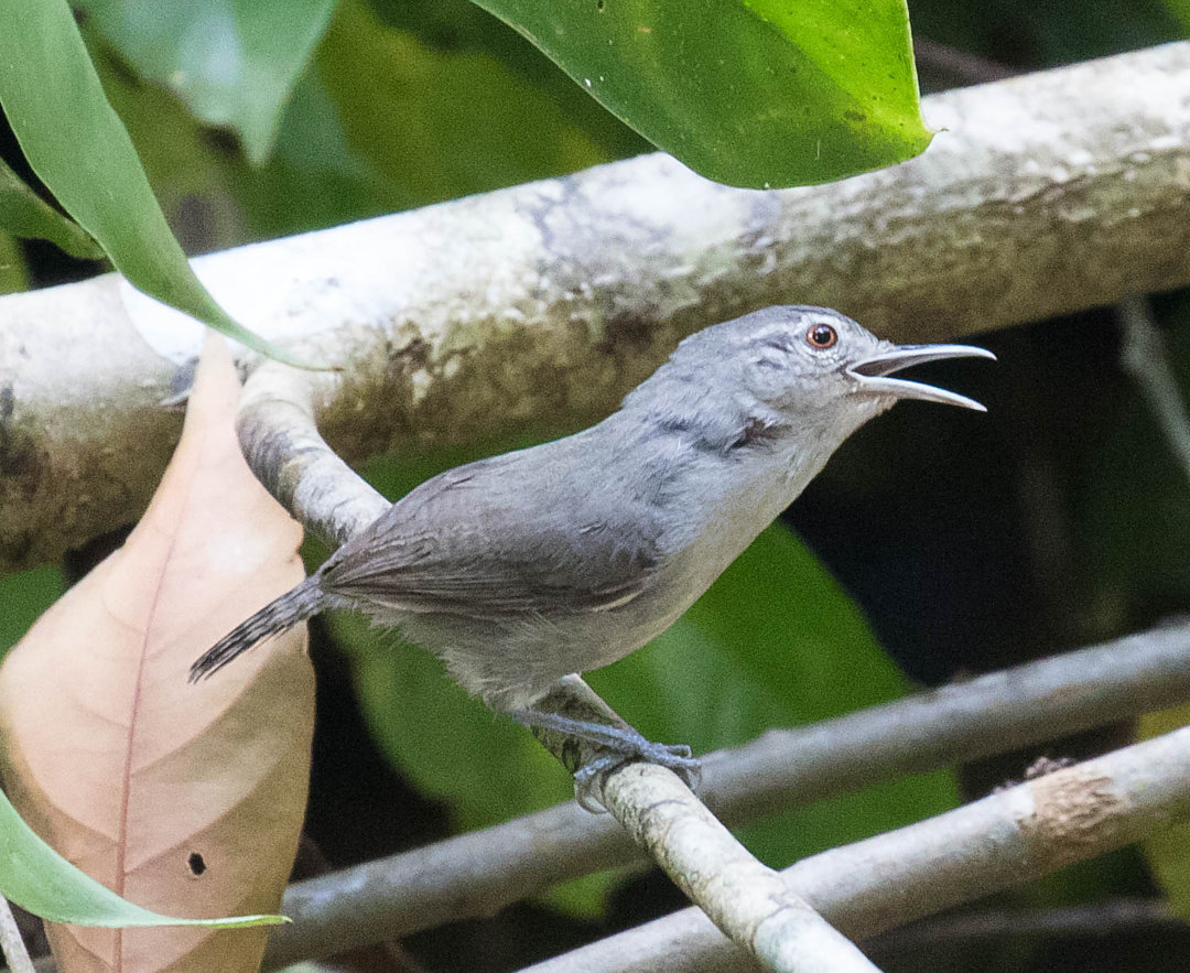 Foto garrincha-cinza (Cantorchilus griseus) Por Cárin Duarte | Wiki ...