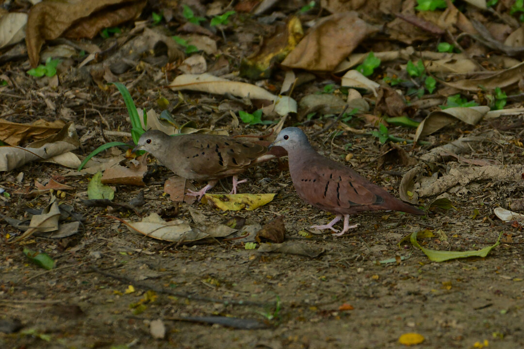 Foto rolinha-roxa (Columbina talpacoti) Por Paola Alves | Wiki Aves - A ...
