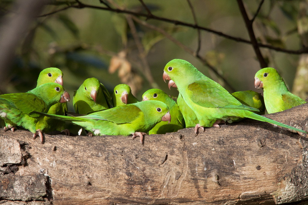 Foto periquito-rico (Brotogeris tirica) Por Ricardo Q. T. Rodrigues ...