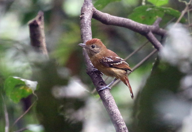 Foto choca-do-planalto (Thamnophilus pelzelni) Por Jayrson Araújo ...