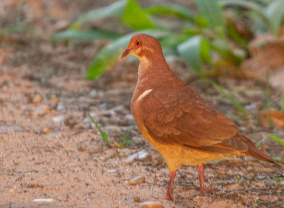 Foto pariri (Geotrygon montana) Por José Pireni | Wiki Aves - A ...
