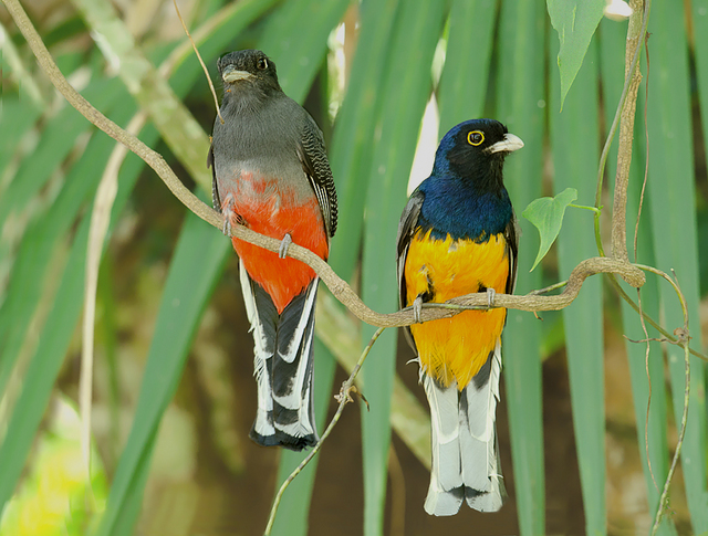 Trogonidae | WikiAves - A Enciclopédia das Aves do Brasil