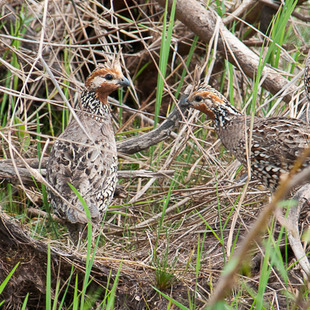 uru-do-campo (Colinus cristatus) | WikiAves - A Enciclopédia das Aves ...