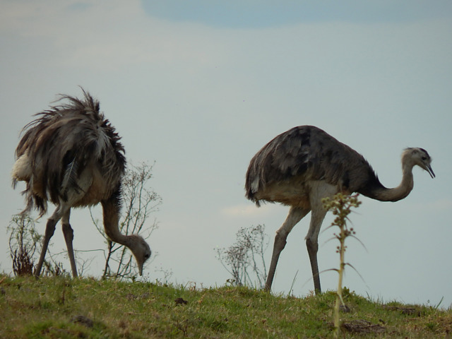 Foto ema (Rhea americana) Por Felipe Schmitt | Wiki Aves - A ...