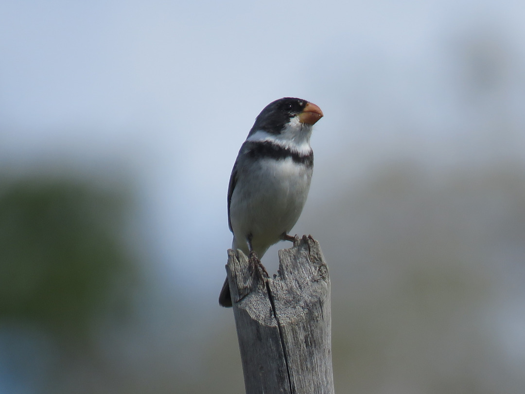 Foto golinho (Sporophila albogularis) Por Luiz Fernando Figueiredo ...