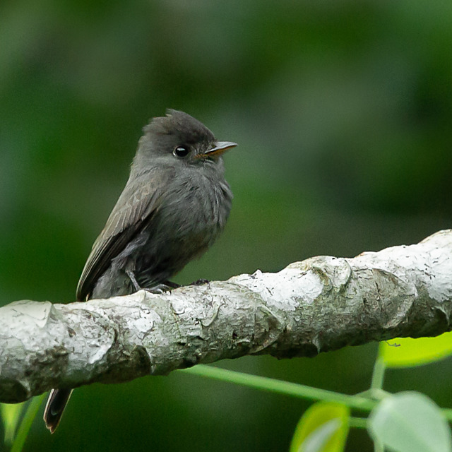 Foto piuí-preto (Contopus nigrescens) Por Ester Ramirez | Wiki Aves - A Enciclopédia das Aves do ...