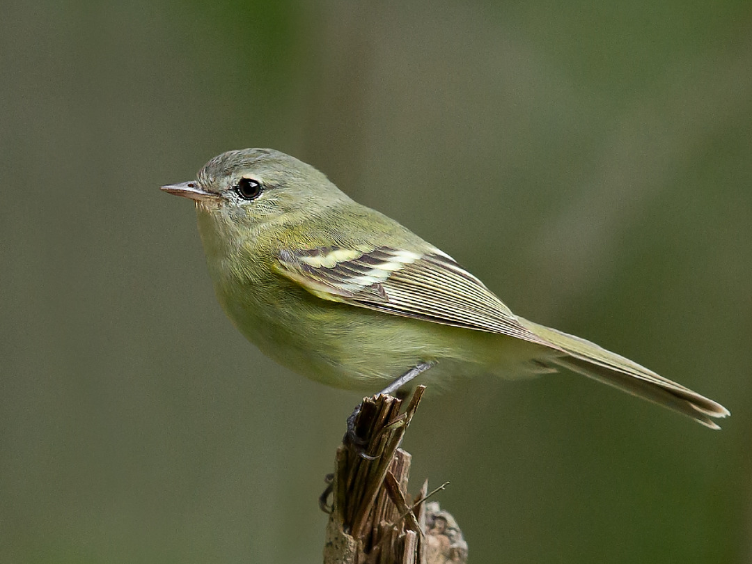 Foto piolhinho-do-grotão (Phyllomyias reiseri) Por Ester Ramirez | Wiki ...