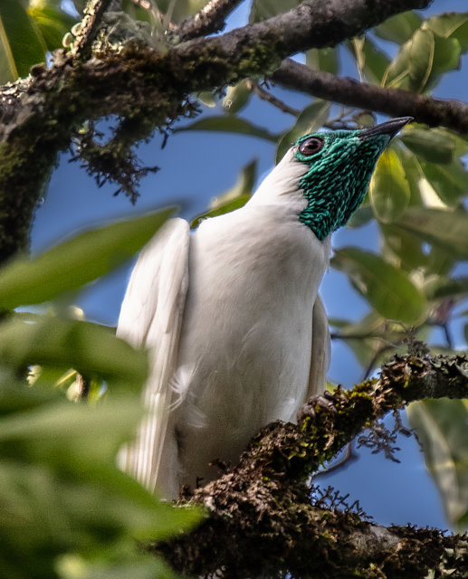 Foto araponga (Procnias nudicollis) Por Rogerio Knebel | Wiki Aves - A ...