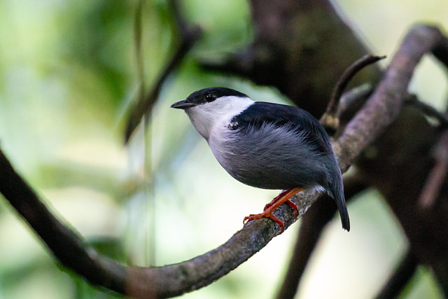 Foto rendeira (Manacus manacus) Por Thomaz Callado | Wiki Aves - A Enciclopédia das Aves do Brasil