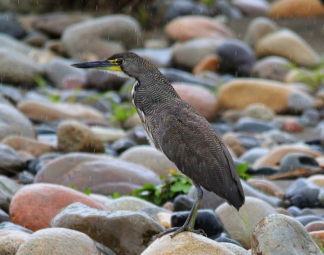 socó-boi-escuro (Tigrisoma fasciatum) | WikiAves - A Enciclopédia das ...