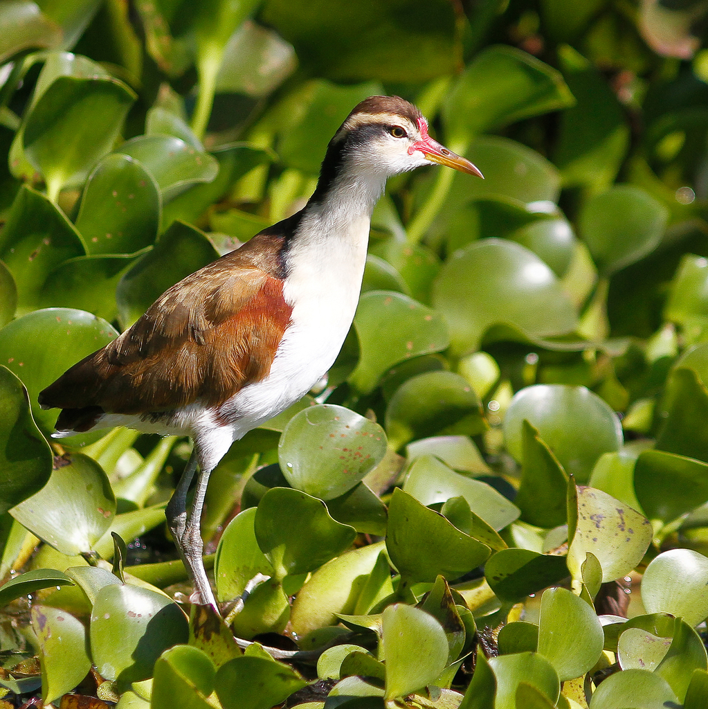 Foto jaçanã (Jacana jacana) Por Breno FT | Wiki Aves - A Enciclopédia ...
