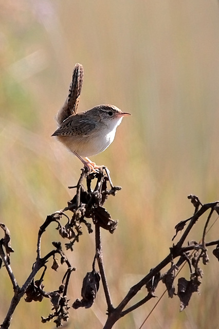 Foto corruíra-do-campo (Cistothorus platensis) Por Roberto Gallacci ...