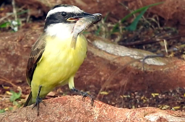 Foto bem-te-vi (Pitangus sulphuratus) Por Kris Rodrigues | Wiki Aves - A Enciclopédia das Aves ...