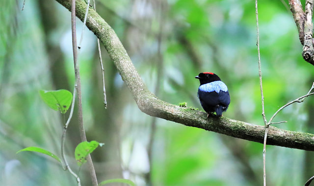 Foto tangará-príncipe (Chiroxiphia pareola) Por Leonardo Mosqueira ...
