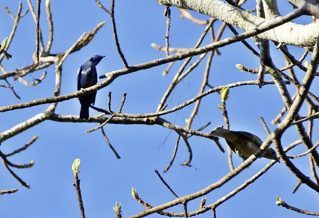 Foto saíra-diamante (Tangara velia) Por Christopher Borges | Wiki Aves ...