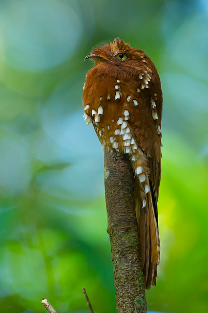 urutau-ferrugem (Phyllaemulor bracteatus) | WikiAves - A Enciclopédia ...