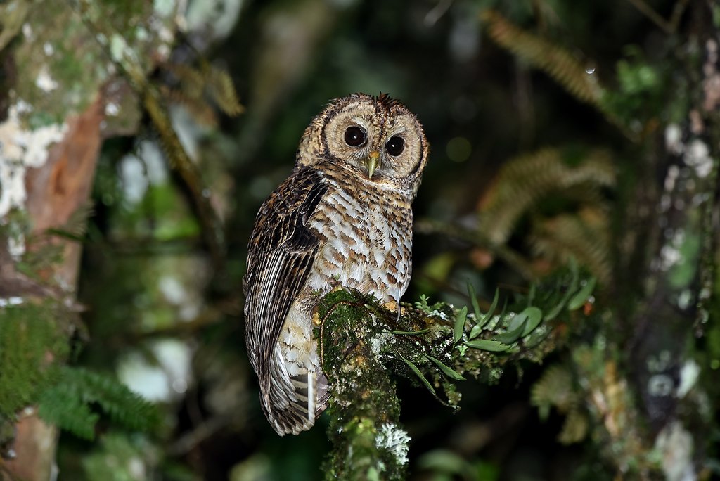 Foto coruja-listrada (Strix hylophila) Por Rudimar Cipriani | Wiki Aves ...