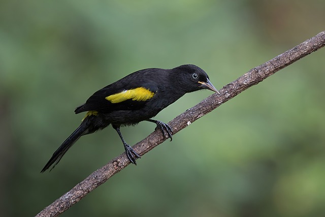 tecelão (Cacicus chrysopterus) | WikiAves - A Enciclopédia das Aves do ...