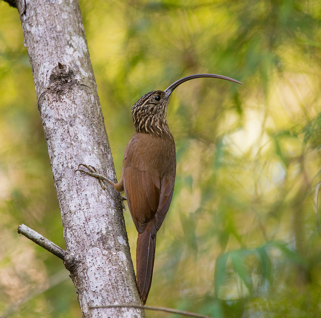 Foto arapaçu-de-bico-torto (Campylorhamphus falcularius) Por Gabriel ...