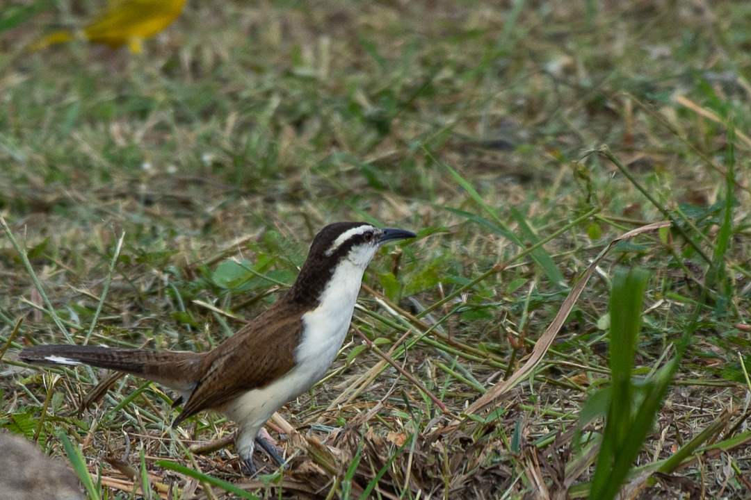 Foto garrincha-dos-lhanos (Campylorhynchus griseus) Por Marcio Huck ...