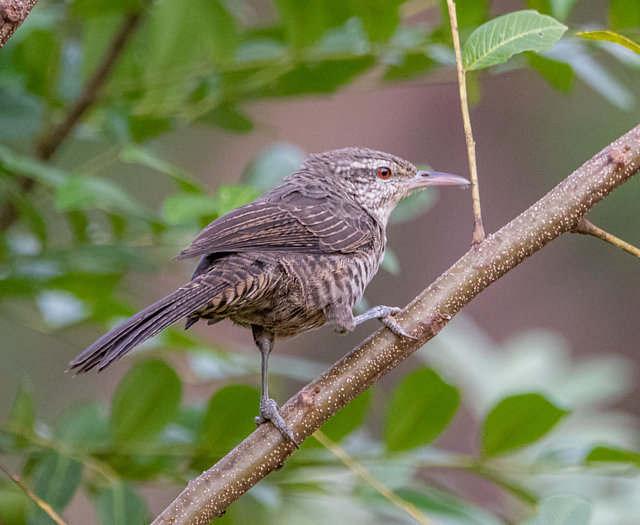 Foto catatau (Campylorhynchus turdinus) Por Alex Sezko | Wiki Aves - A ...
