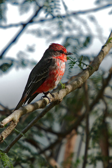 Foto príncipe (Pyrocephalus rubinus) Por Roberto Gallacci | Wiki Aves ...