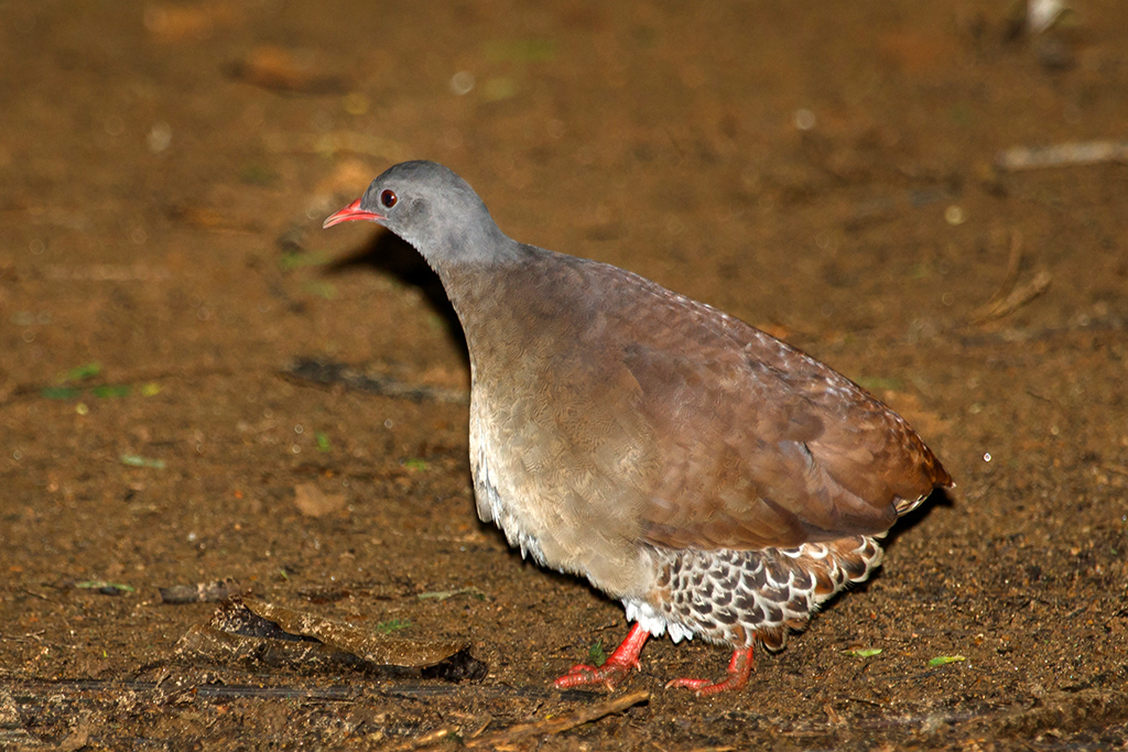 Foto inhambu-chororó (Crypturellus parvirostris) Por Richard Stubing ...