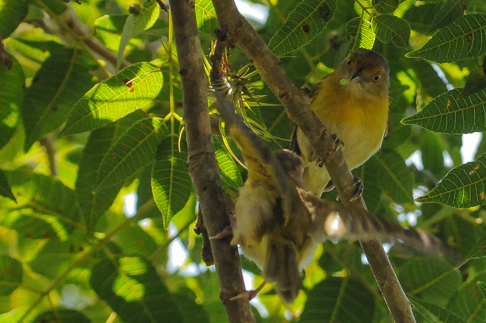 Foto vite-vite (Hylophilus thoracicus) Por Margi Moss | Wiki Aves - A ...