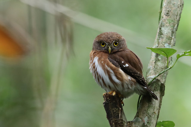 Foto caburé-miudinho (Glaucidium minutissimum) Por Eduardo Rodrigues ...