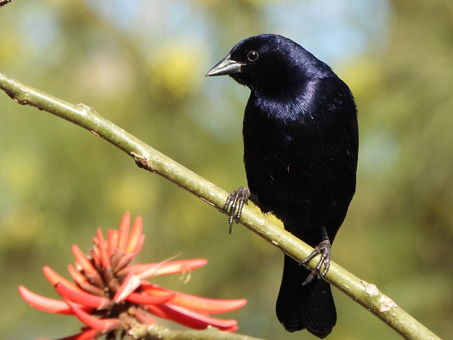 Foto chupim (Molothrus bonariensis) Por Laudelino Moura Jr. | Wiki Aves ...