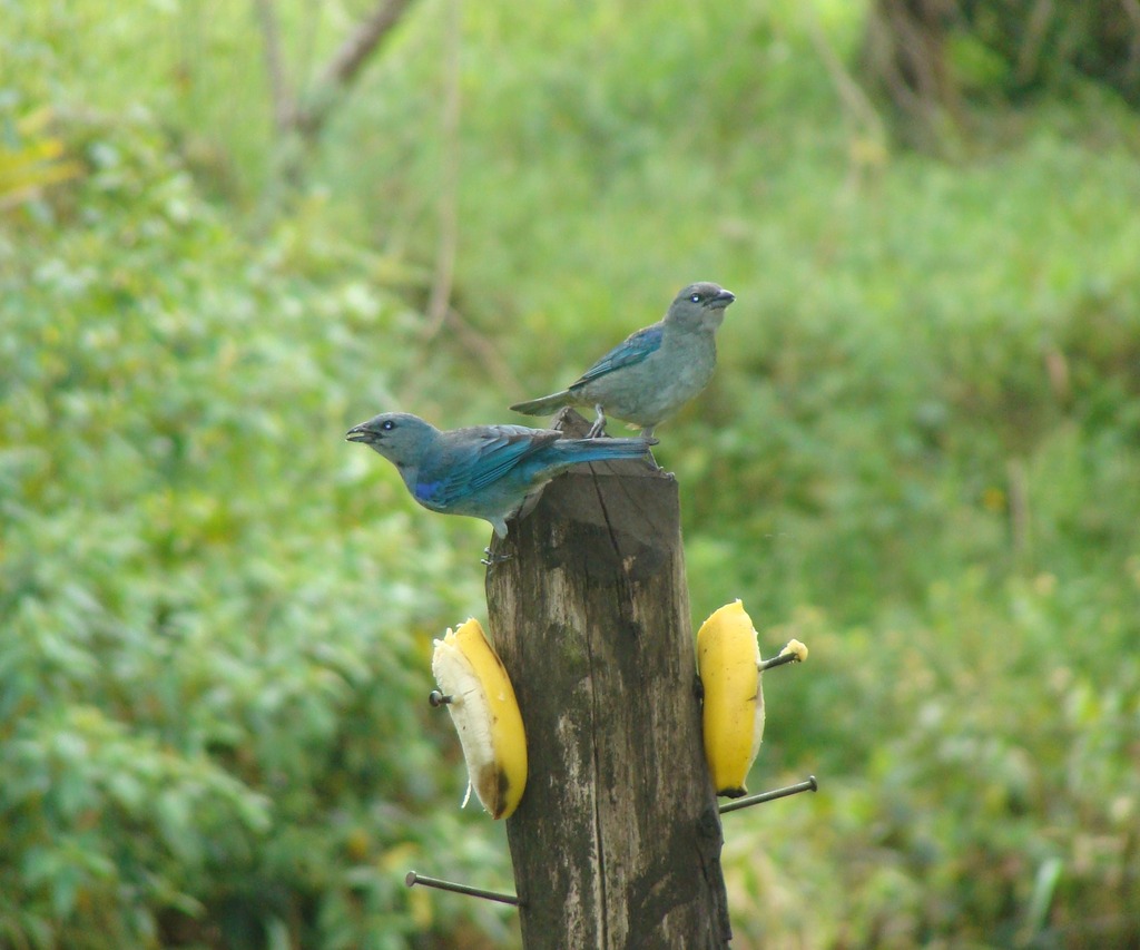 Foto sanhaço-de-encontro-azul (Thraupis cyanoptera) Por Liliana Morales ...