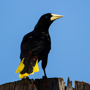 japu (Psarocolius decumanus) | WikiAves - A Enciclopédia das Aves do Brasil