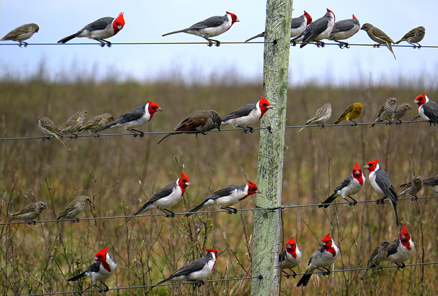 Foto cardeal (Paroaria coronata) Por Caio Belleza | Wiki Aves - A ...