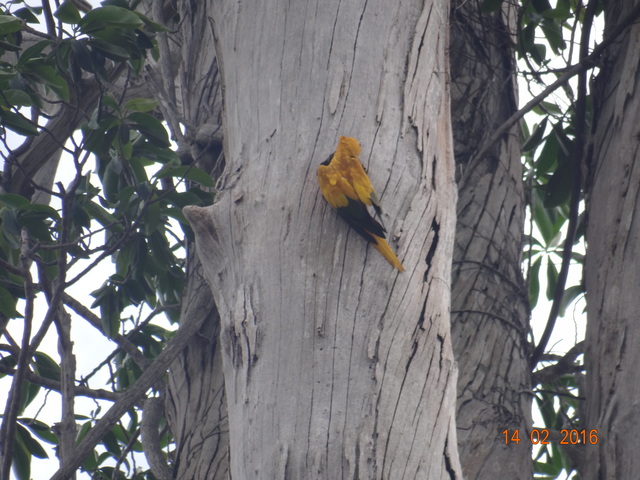 Foto ararajuba (Guaruba guarouba) Por Igor Nascimento | Wiki Aves - A ...