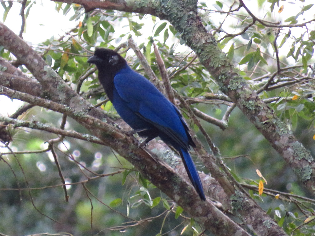 Foto gralha-azul (Cyanocorax caeruleus) Por Belquior Carlini | Wiki ...