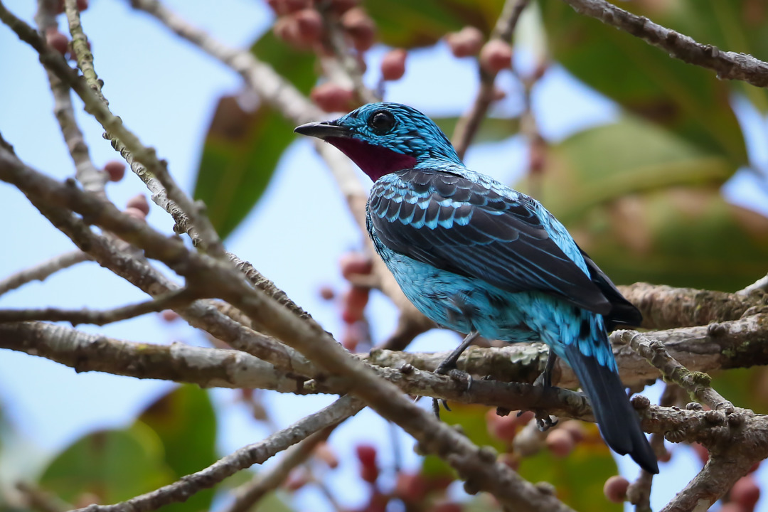 Foto anambé-azul (Cotinga cayana) Por Andreas Oberhuber | Wiki Aves - A ...