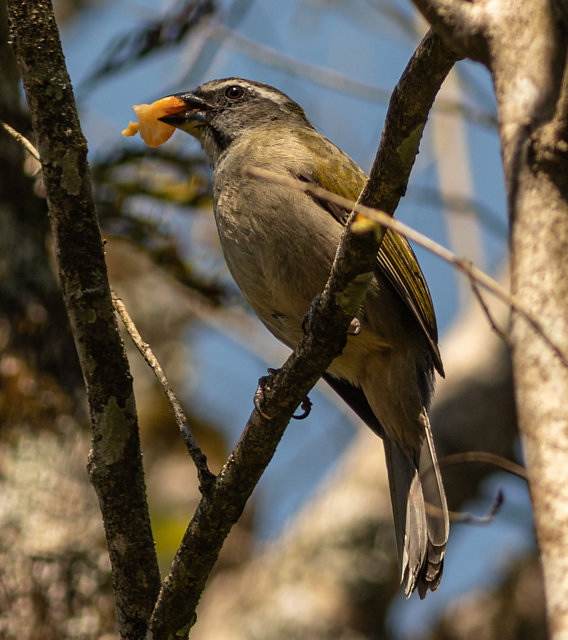 Foto trinca-ferro (Saltator similis) Por Jorge Correia Neto | Wiki Aves ...